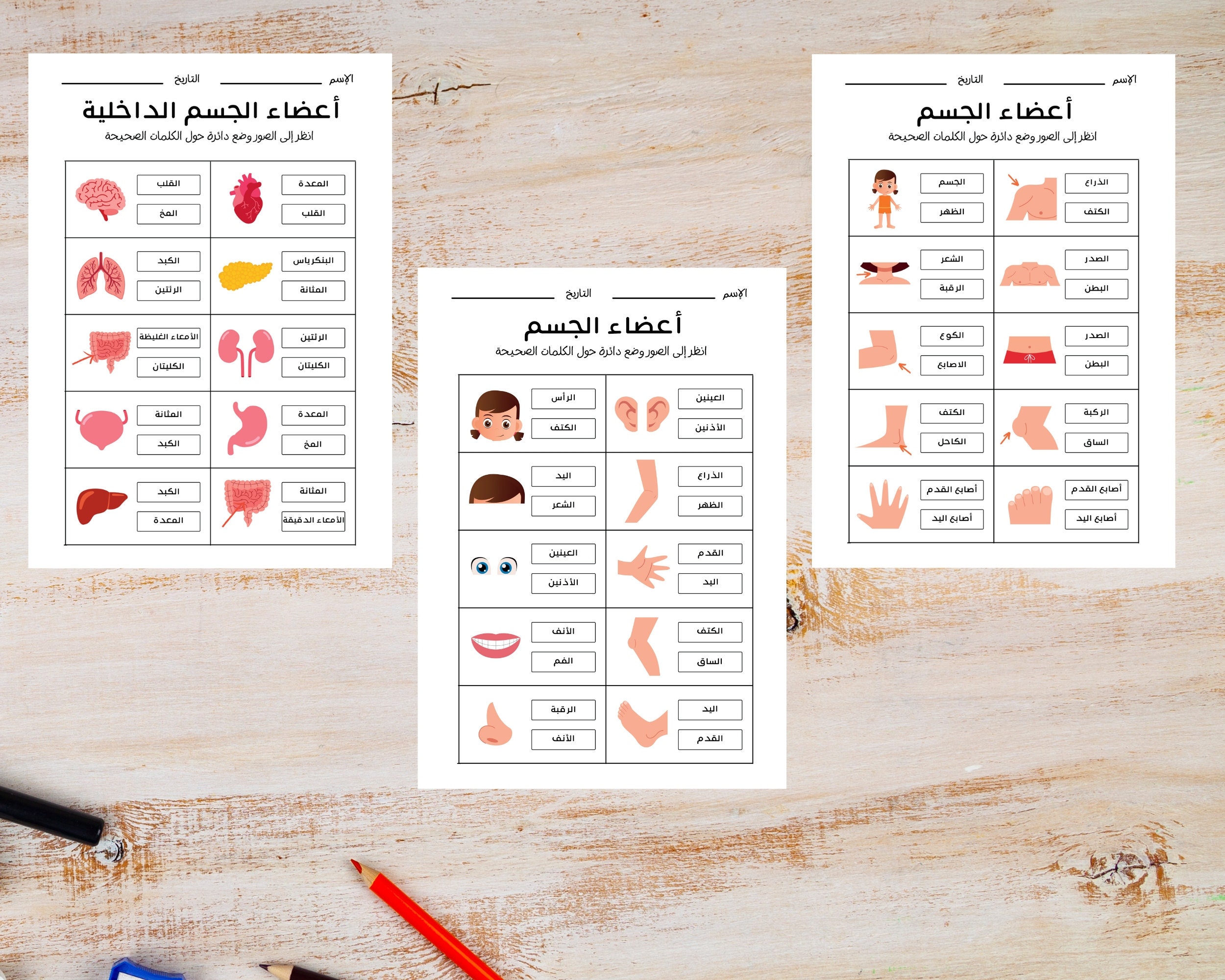 Arabic Human Anatomy for Kids | Body Parts in Arabic | Organs in Arabic ...