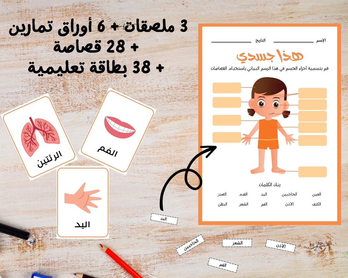 Arabic Human Anatomy for Kids | Body Parts in Arabic | Organs in Arabic ...
