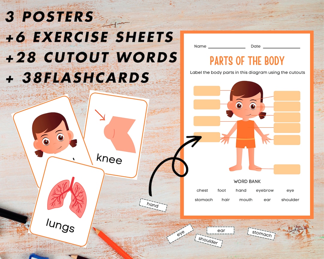 Human Anatomy for Kids | Body Parts | Human Organs Worksheets | Body ...