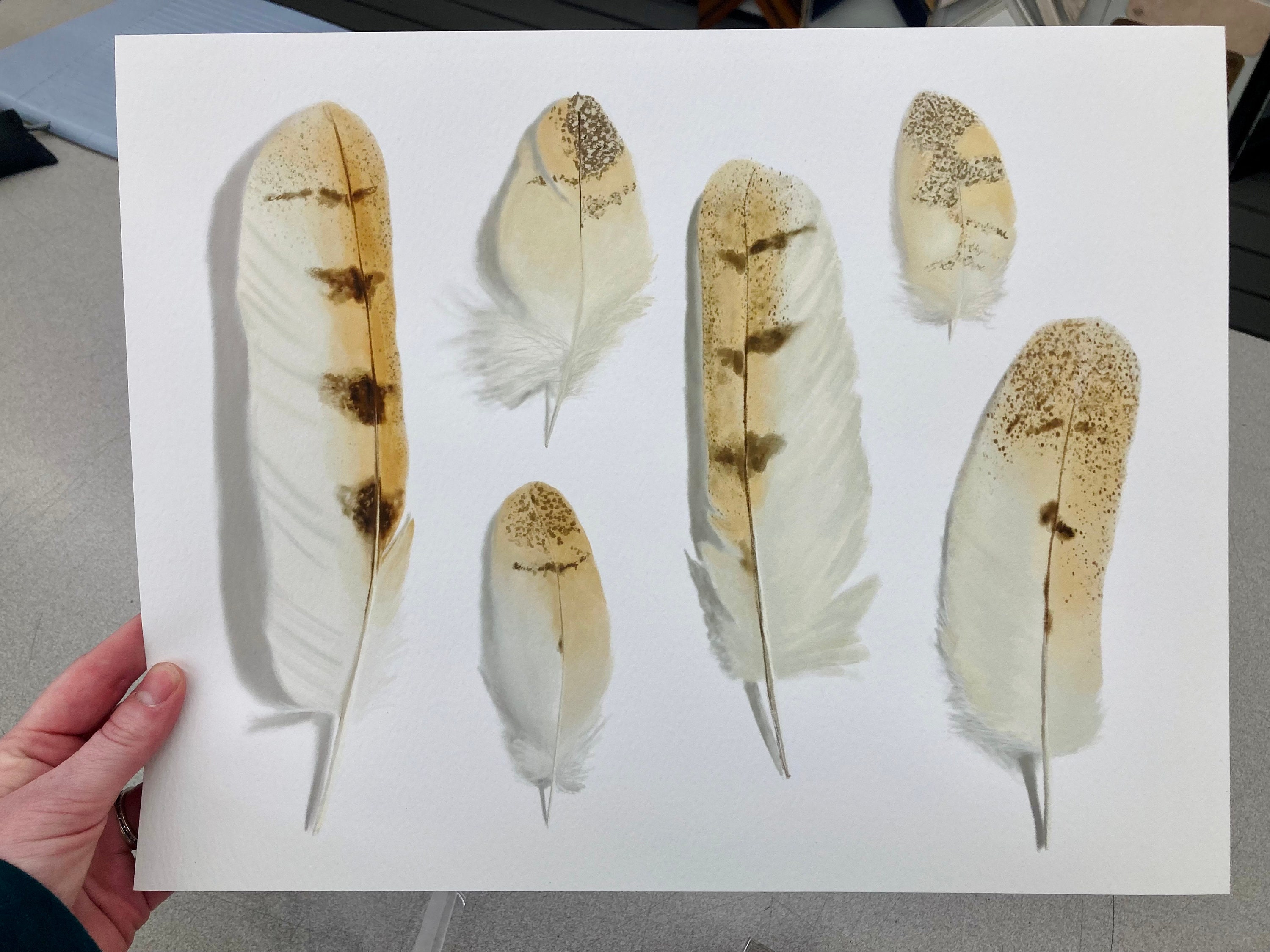 Barn Owl Feathers Art Print, Bird of Prey Wall Art, Wildlife Art ...