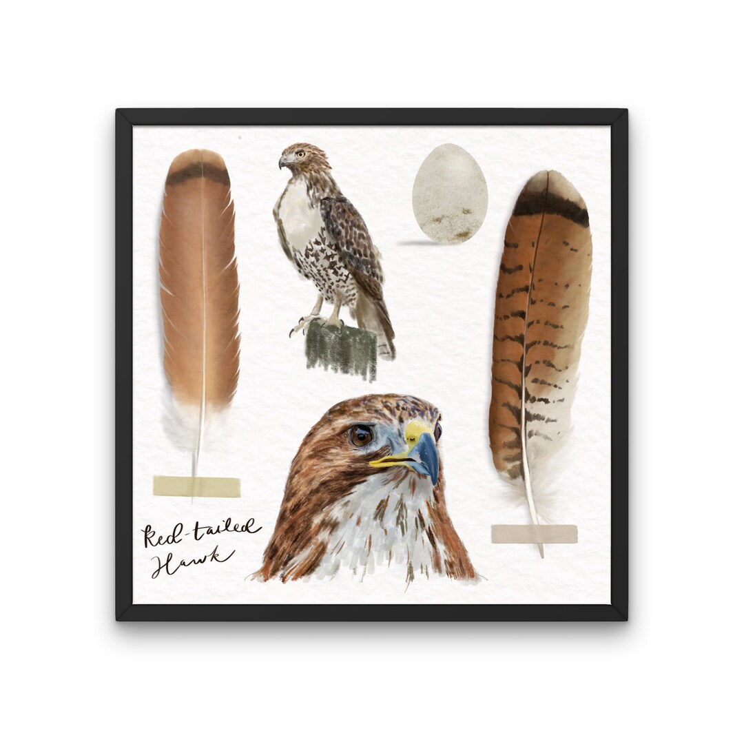 Red-tailed Hawk Giclee Print: Watercolor Bird Study, Nature Wall Art - Etsy