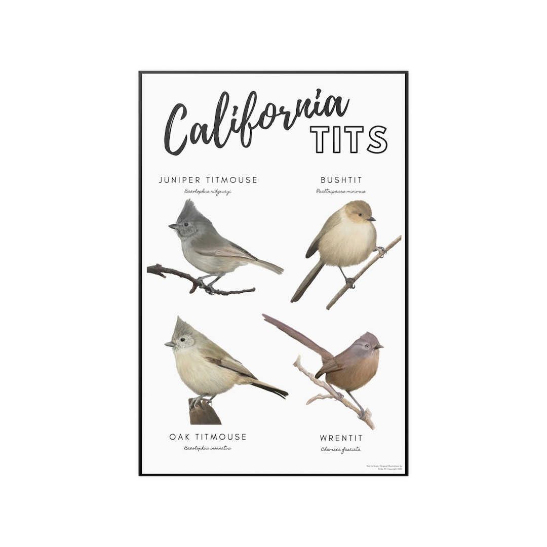California Tits Poster, Tit Birds Art Decor, Titmouse Wall Art, Titmice ...