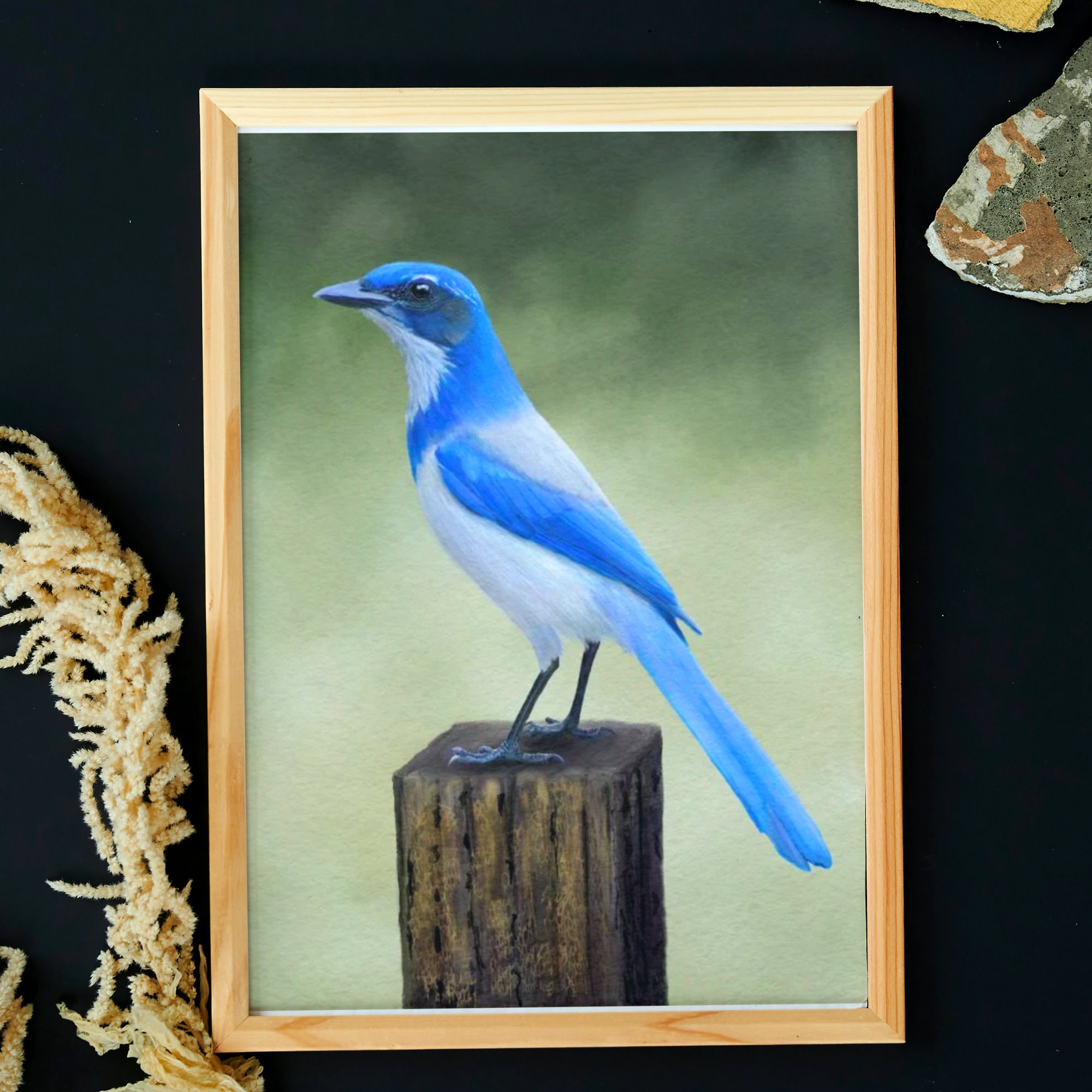 Scrub Jay Art Print, Blue Jay Wall Art, Jay Bird, Wildlife Art, Nature ...