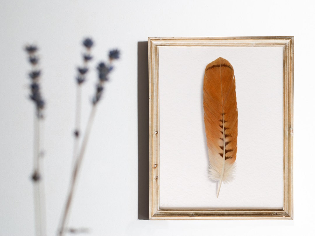 Red Tailed Hawk Art Feather Decor Print, Hawk Feather Natural Boho Wall ...