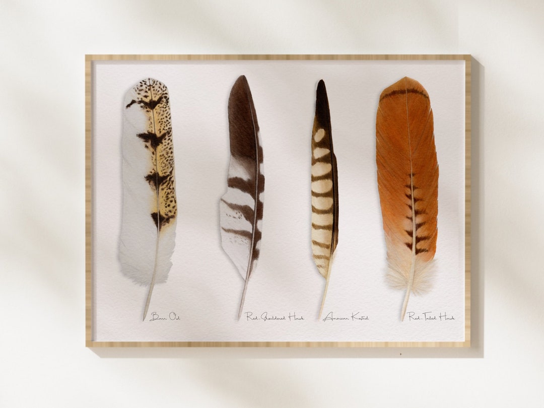 Bird of Prey Feather Art Print: Hawk, Owl, Kestrel - Rustic Avian Decor ...
