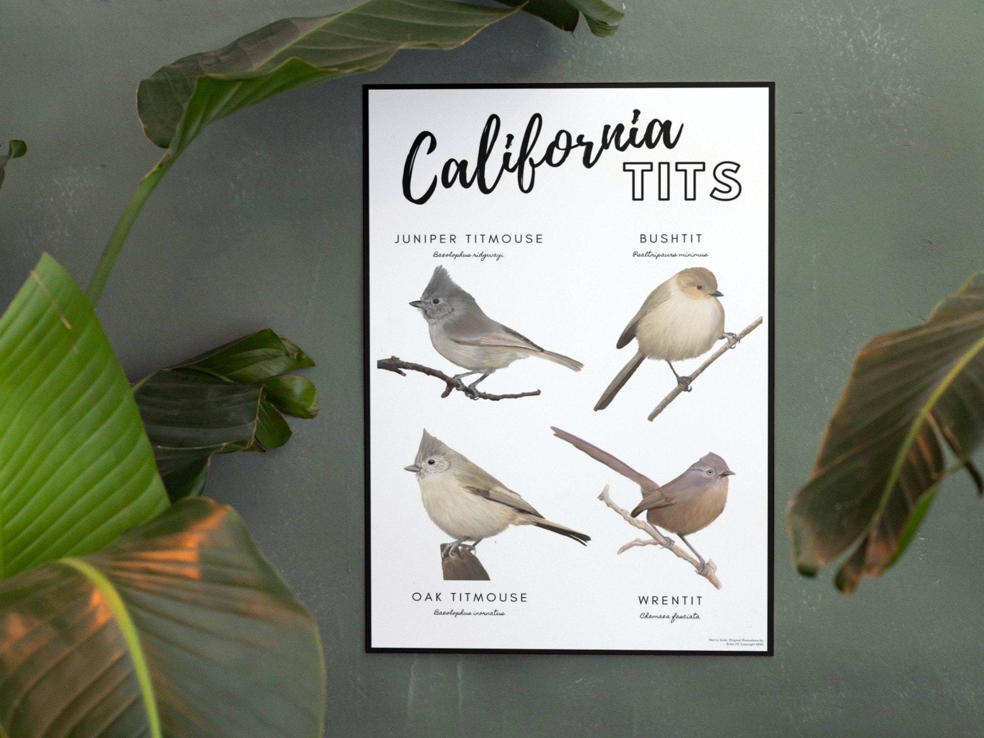 California Tits Poster, Tit Birds Art Decor, Titmouse Wall Art, Titmice ...