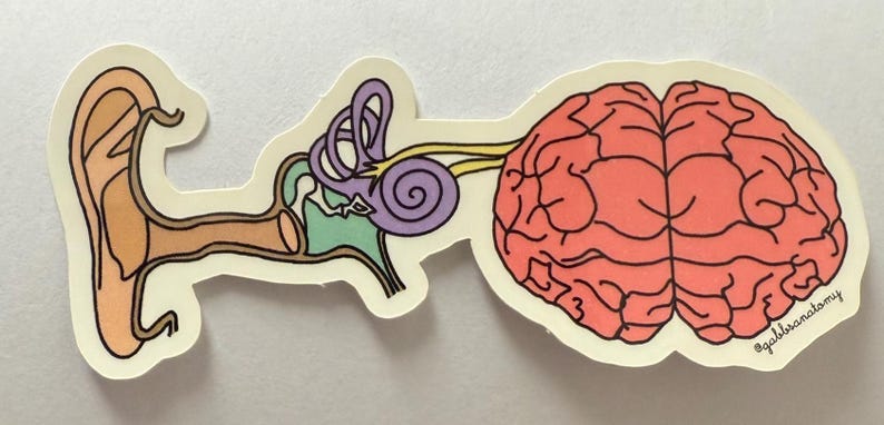 Ear Anatomy Sticker - Etsy