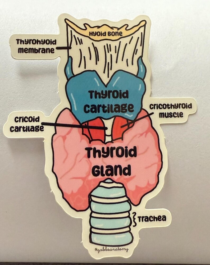 Thyroid Anatomy Sticker - Etsy