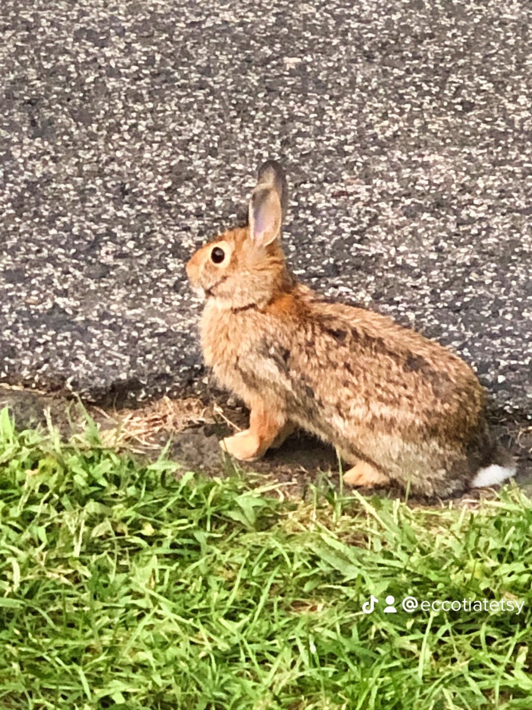 Rabbit Wandering Through a Garden - Etsy