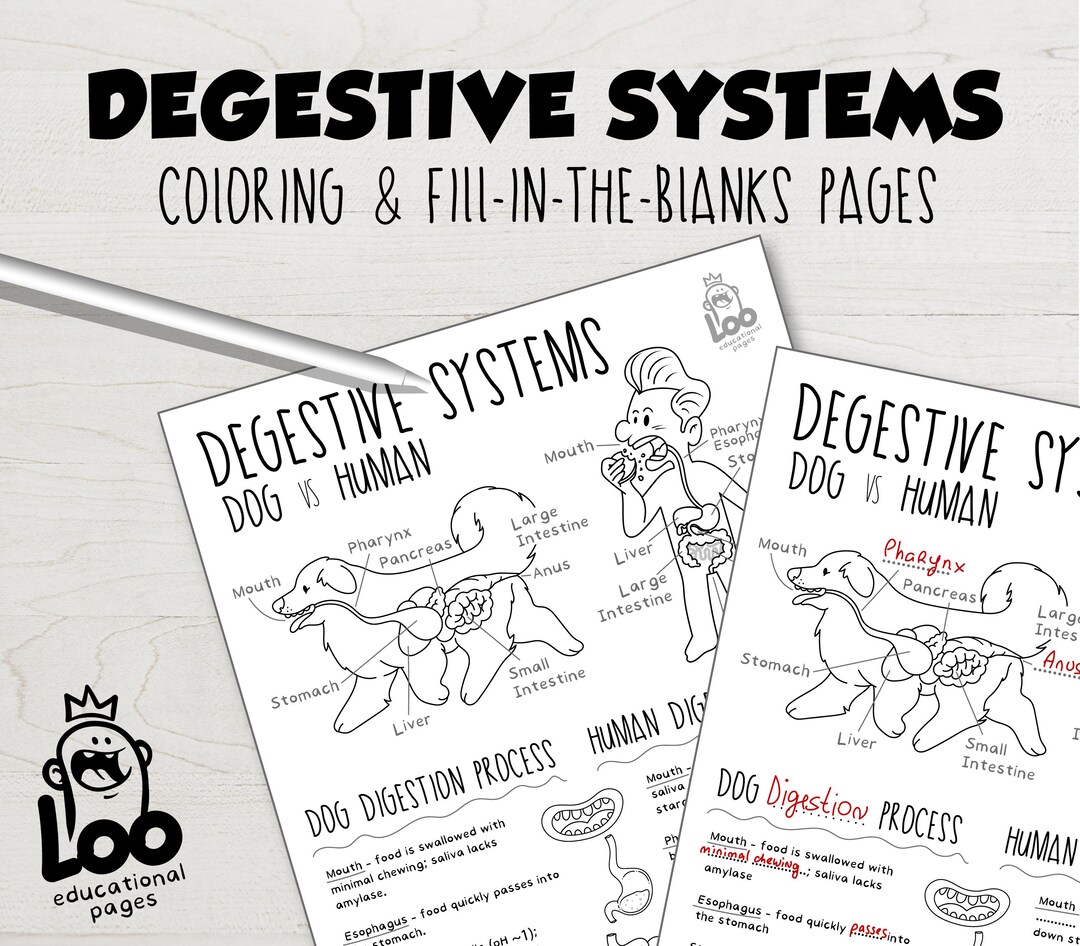 The Digestive System Kids Activity, Science, Anatomy Coloring Printable ...