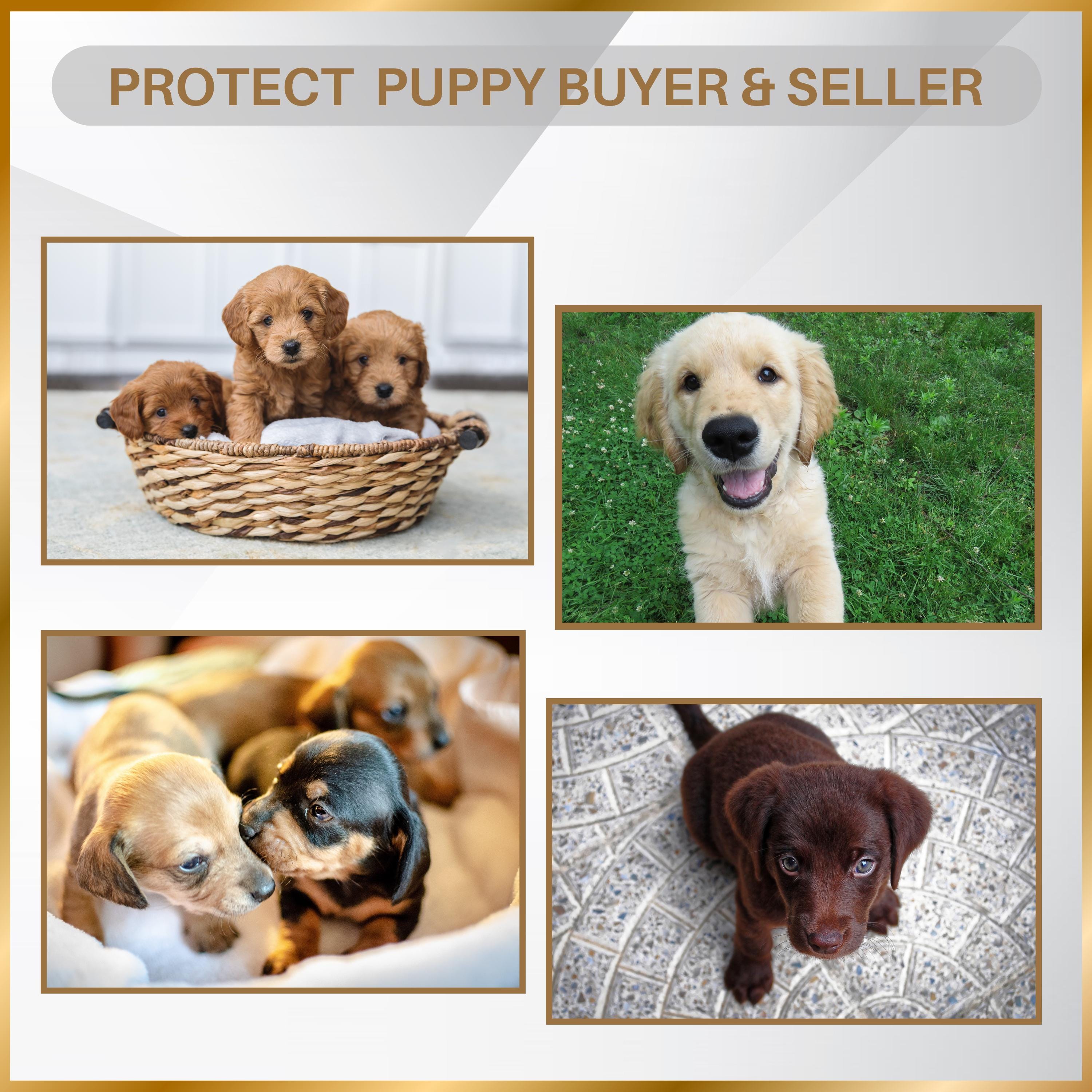 Puppy Bill of Sale | Dog Sale Agreement Template | Pet Purchase ...