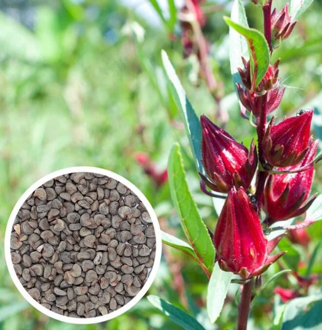 Gongura, Ambaadi, Pulicha Keerai, Roselle, Red Hibiscus, Asian Sour ...