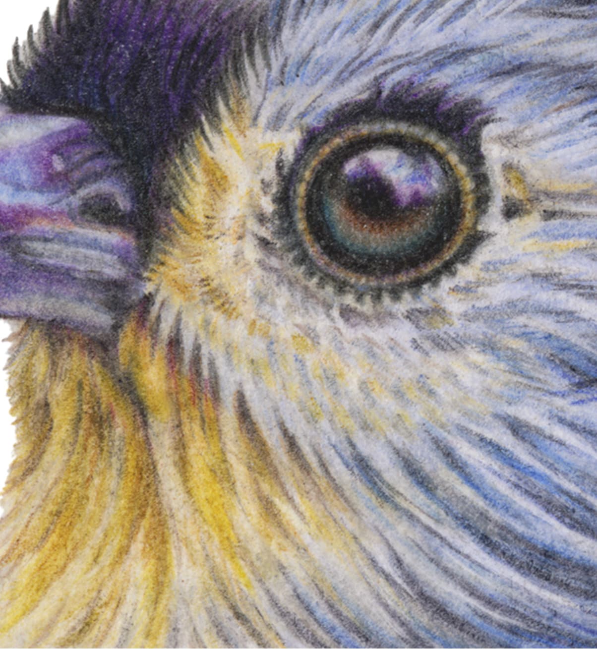 Tufted Titmouse Bird Giclee Print - Etsy