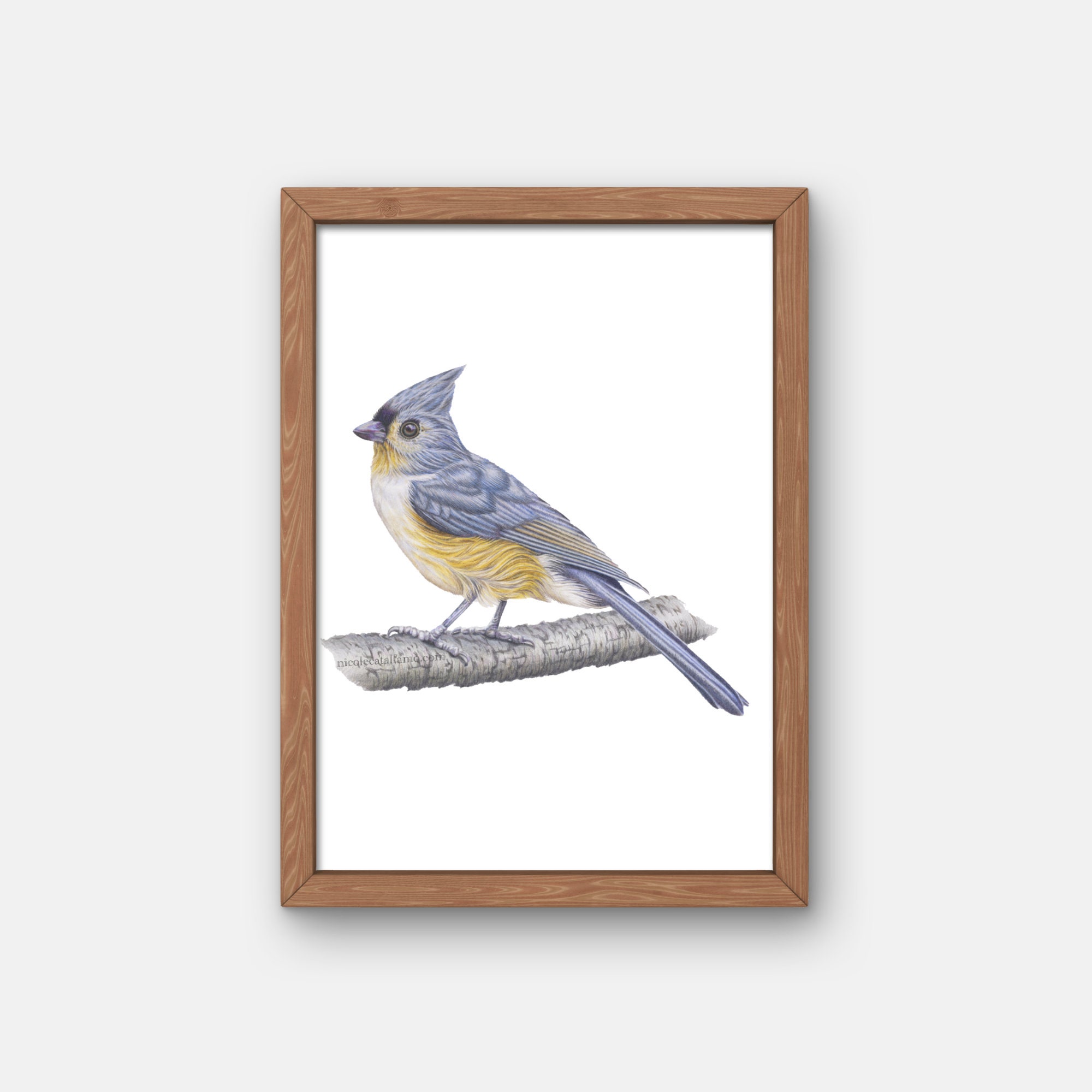 Tufted Titmouse Bird Giclee Print - Etsy