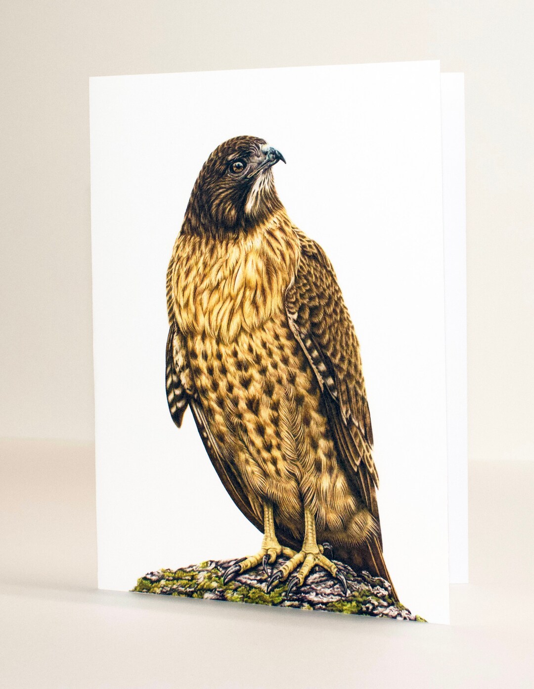 Red Shouldered Hawk Bird Greeting Card - Etsy
