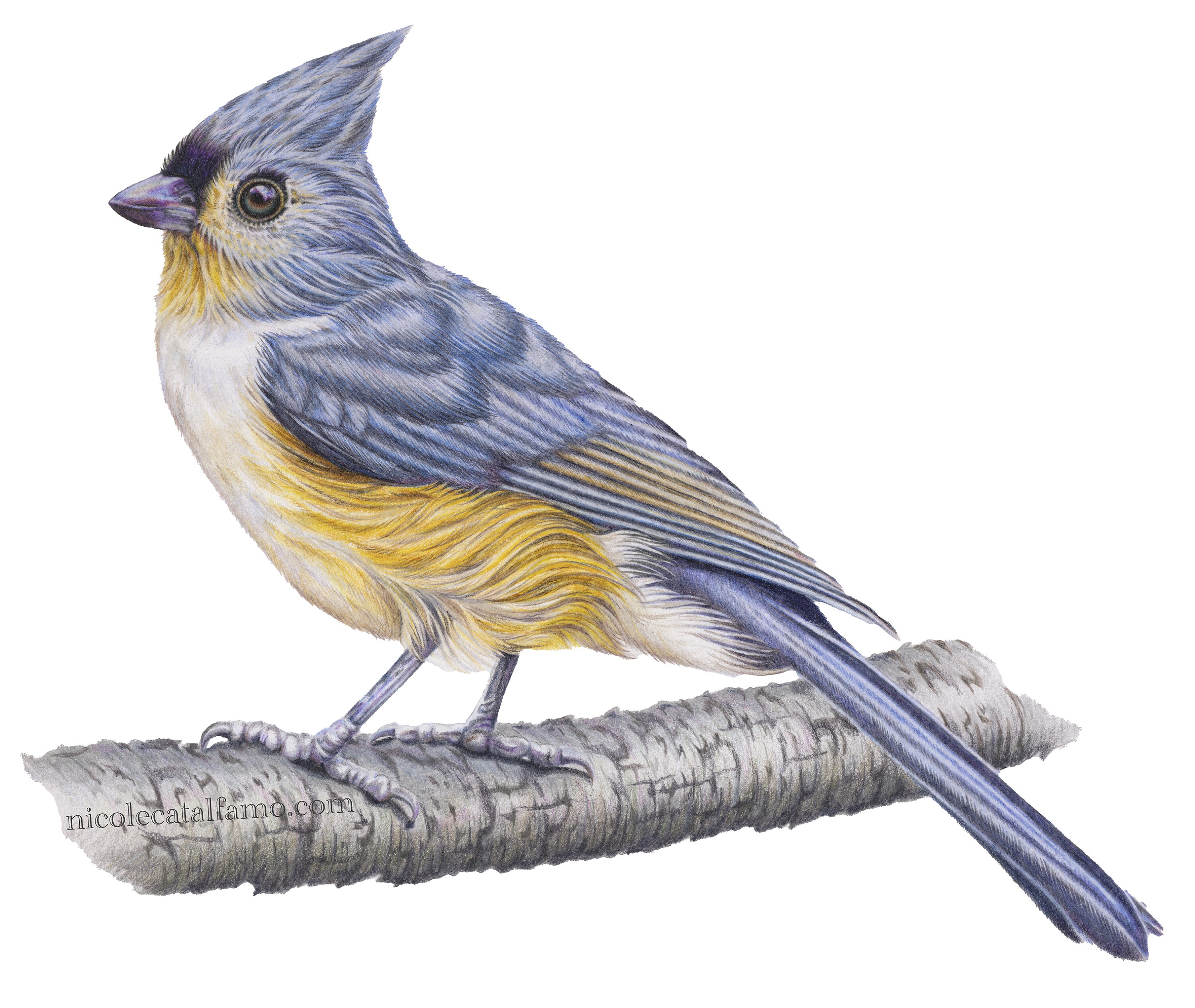 Tufted Titmouse Bird Giclee Print - Etsy Canada