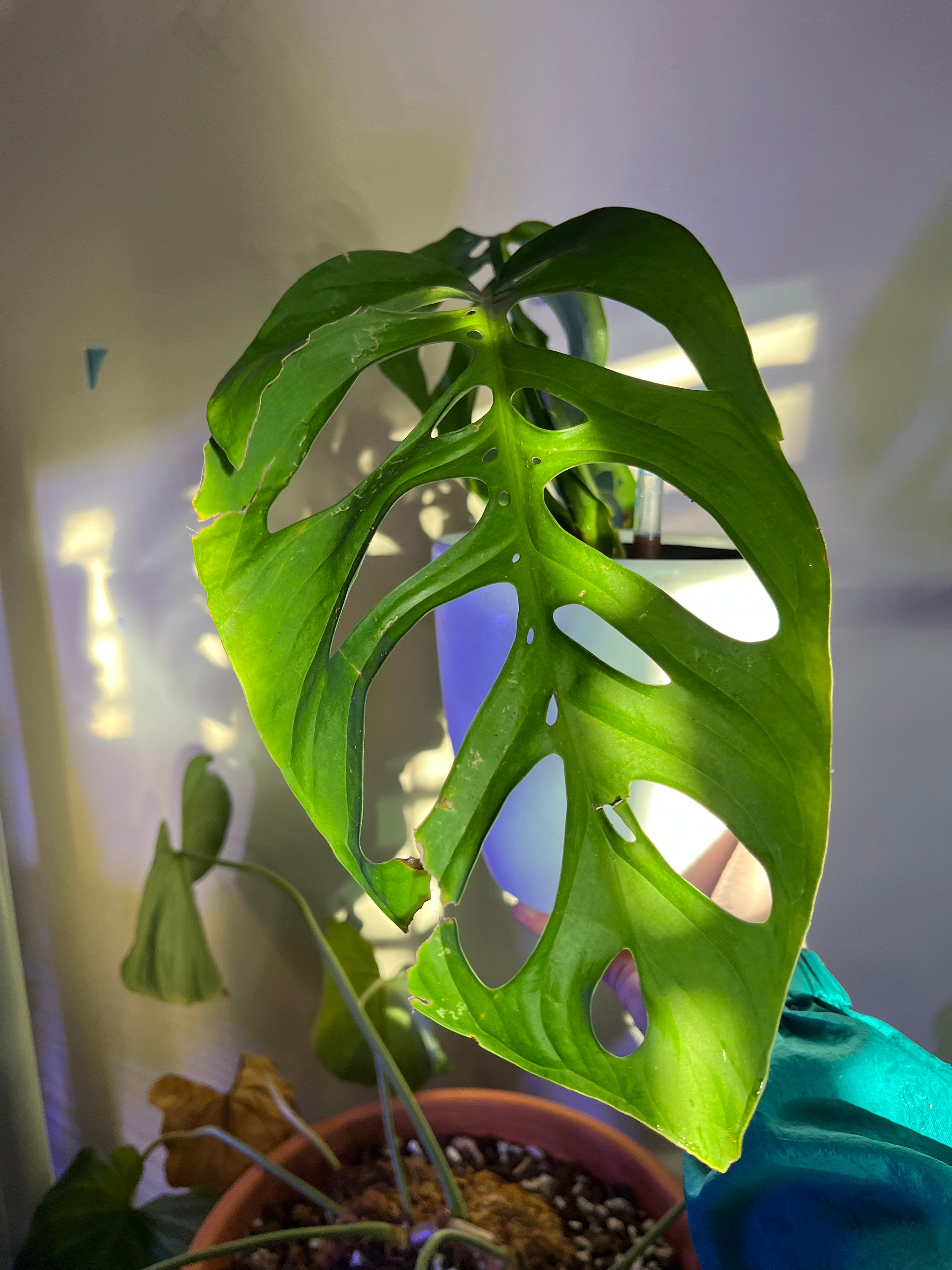 Monstera Esqueleto (large Bottom Cutting) - Etsy