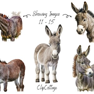 20 Donkeys Clipart Bundle - Digital PNG Sublimation Cute Animal ...