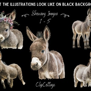 20 Donkeys Clipart Bundle - Digital PNG Sublimation Cute Animal ...