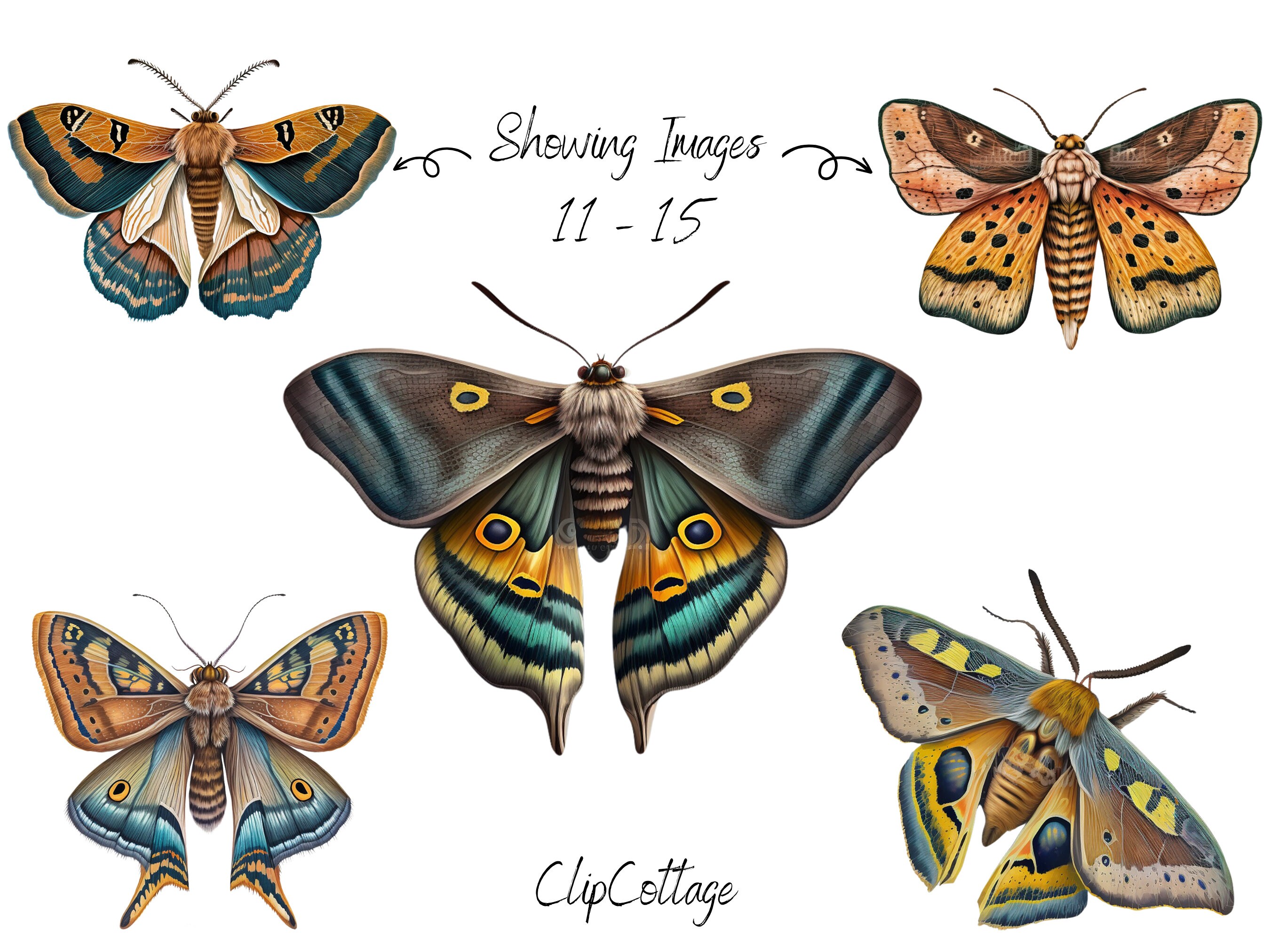 20 Moths Clipart Bundle - Butterfly Insect PNG Sublimation ...
