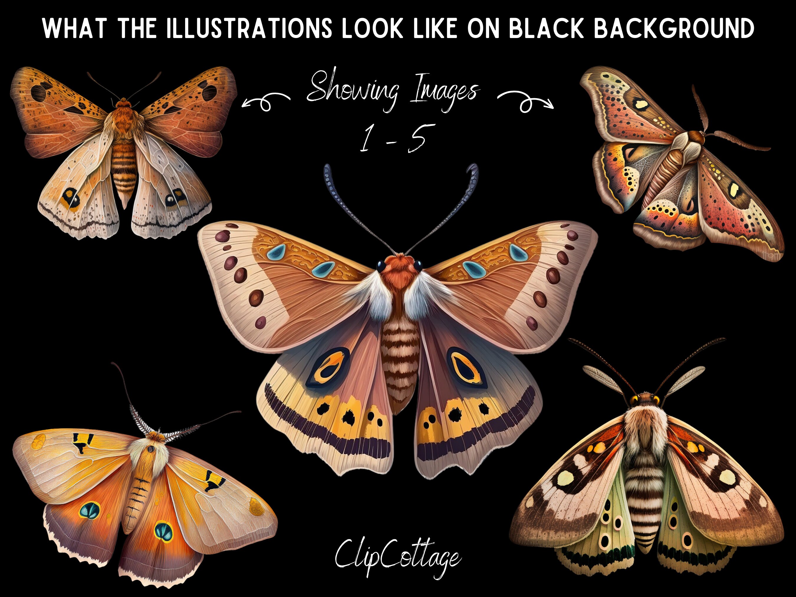 20 Moths Clipart Bundle - Butterfly Insect PNG Sublimation ...