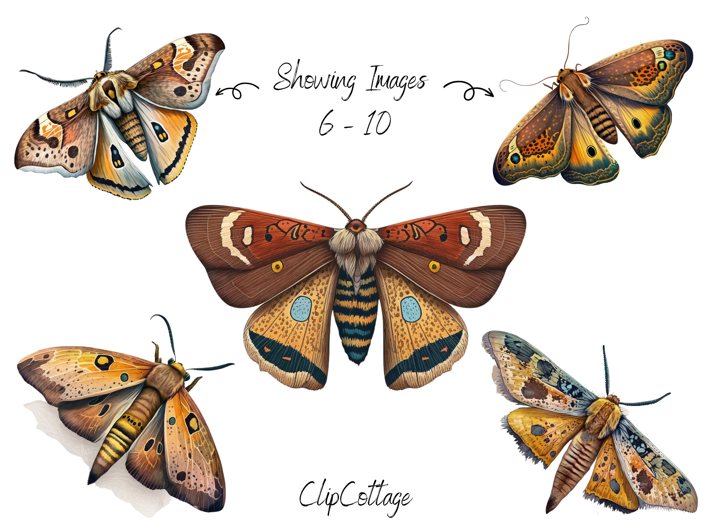 20 Moths Clipart Bundle - Butterfly Insect PNG Sublimation ...