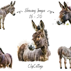 20 Donkeys Clipart Bundle - Digital PNG Sublimation Cute Animal ...