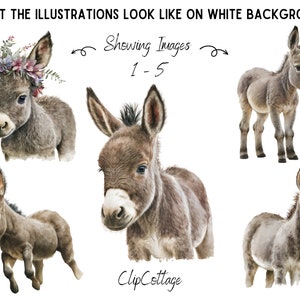 20 Donkeys Clipart Bundle - Digital PNG Sublimation Cute Animal ...