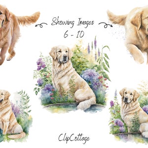 Golden Retriever Dog Clipart PNG Sublimation Bundle | 20 Transparent ...