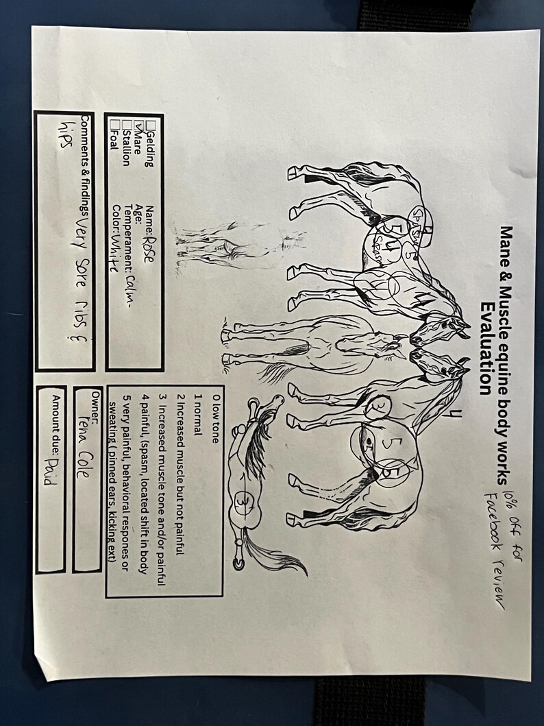 Horse Physical Assessment Form - Etsy