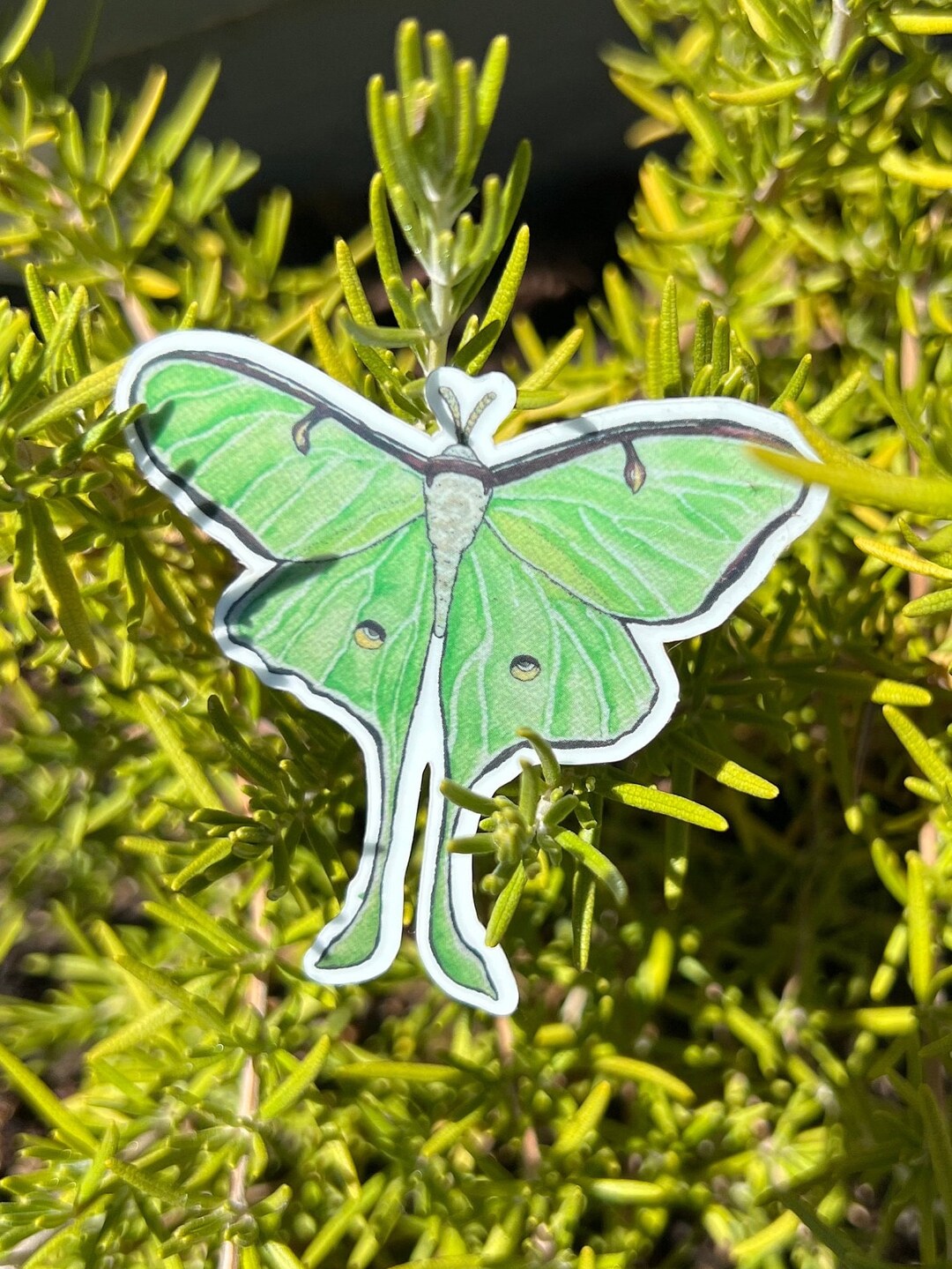 Luna Moth Glow in the Dark Sticker - Etsy