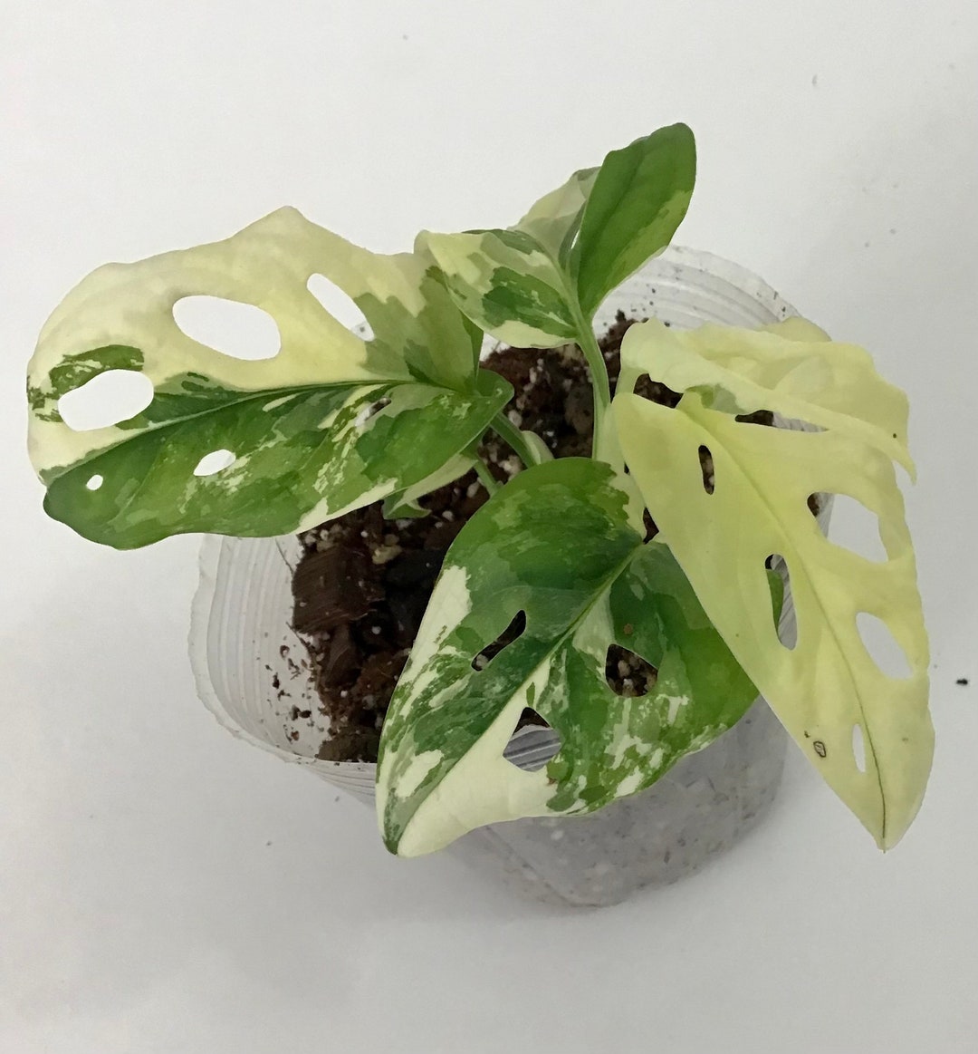 Monstera Adansonii/ Variegated Monstera Adansonii Rooted / - Etsy