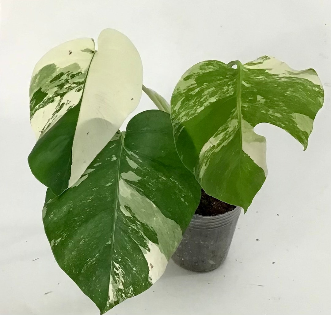 Monstera Albo Full Plant / Rooted/variegated Monstera Albo/ - Etsy