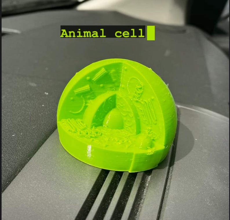 Eukaryotic Cell Demo 3D Model - Etsy