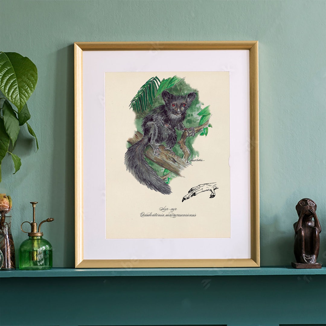 Rainforest Animal Print, Aye Aye Poster Print. Unique Wildlife Wall Art ...