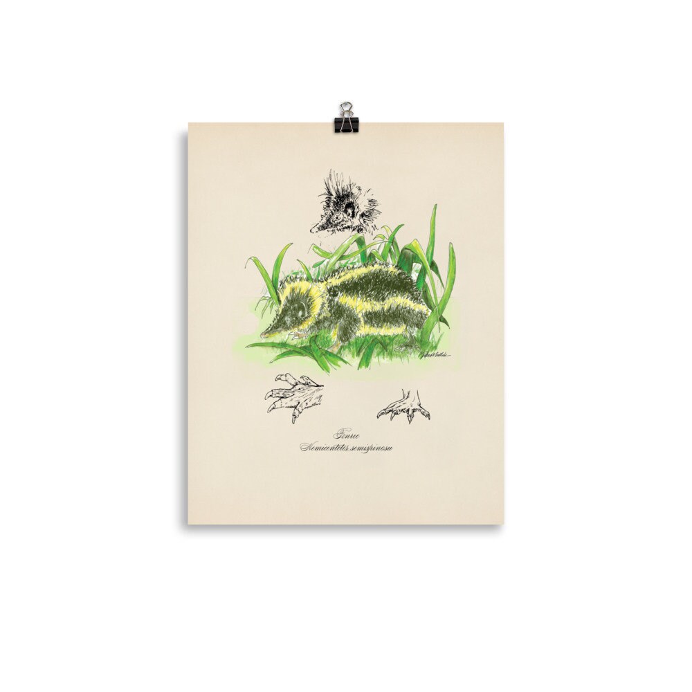 Forest Animal Print, Endemic Tenrec Poster Print. Unique Wildlife ...