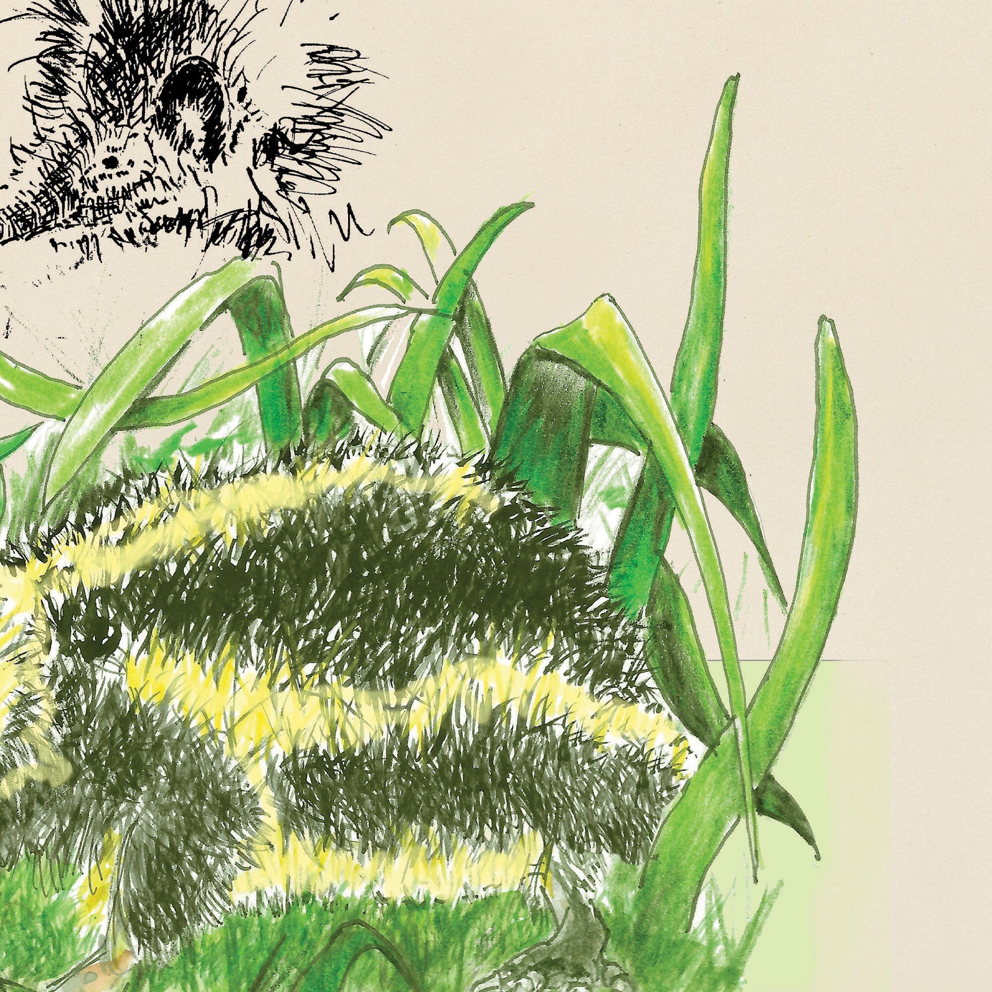 Forest Animal Print, Endemic Tenrec Poster Print. Unique Wildlife ...