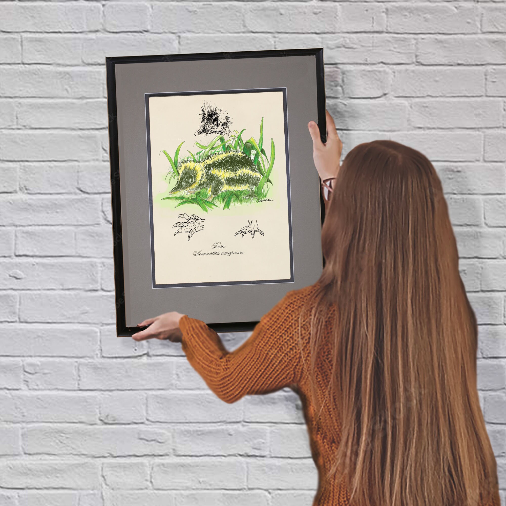 Forest Animal Print, Endemic Tenrec Poster Print. Unique Wildlife ...