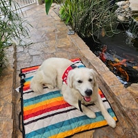 Modern Pet Food Mat: Kitty Paw Print Design, Anti-slip Polyester - Etsy