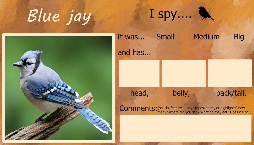PRINTABLE Backyard Birds Activity Cards for Toddlers and Preschoolers ...