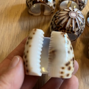 RARE Six Carved Leopard Cowrie Shell Napkin Rings - Etsy