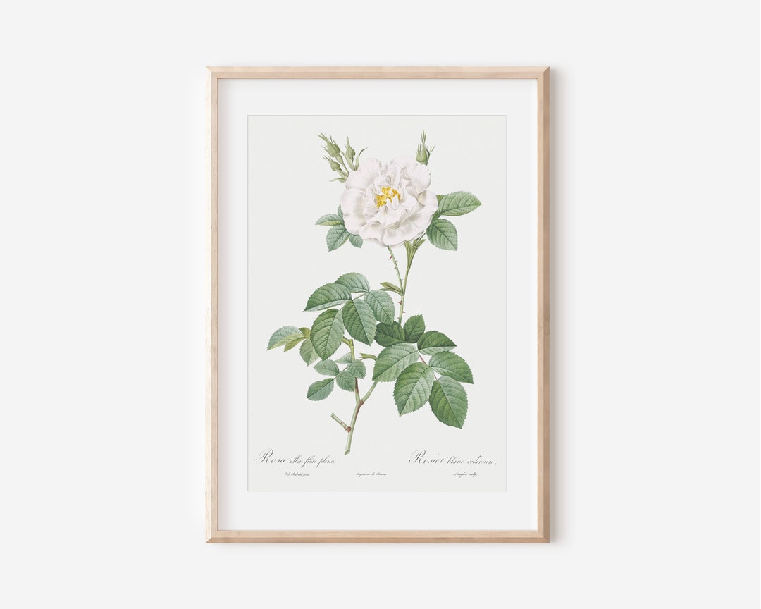 French Botanical Print, Botanical Floral Art, Vintage French Art Poster ...