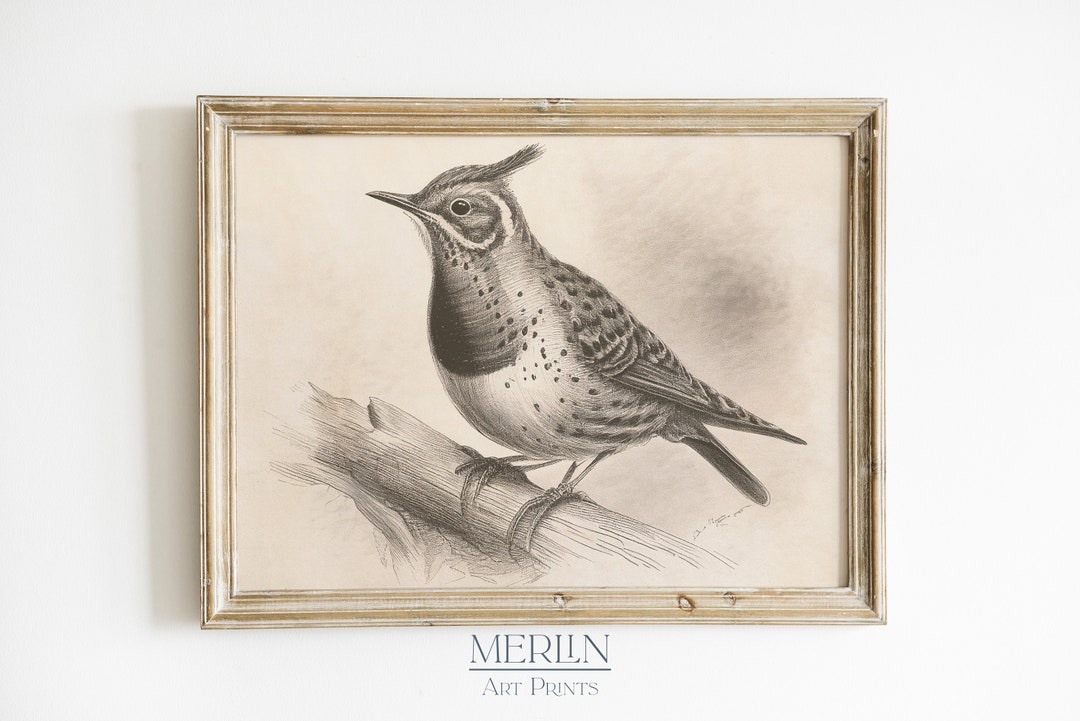 Printable Vintage Bird Sketch Art Digital Download Neutral Wall Decor ...