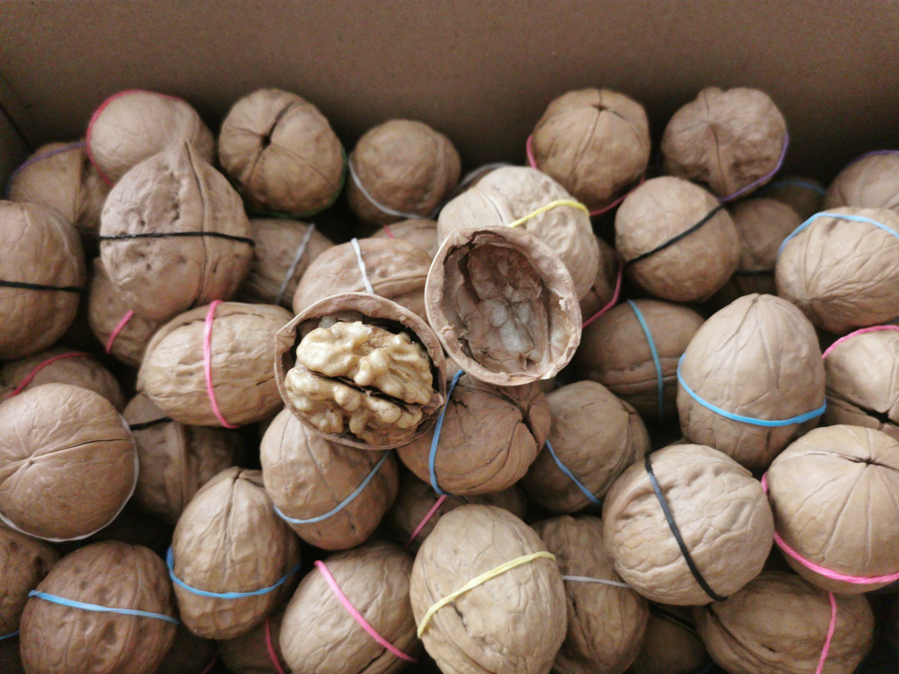 Walnut Shells for Crafts, Beautiful Walnut Shell Halves for Decoration ...