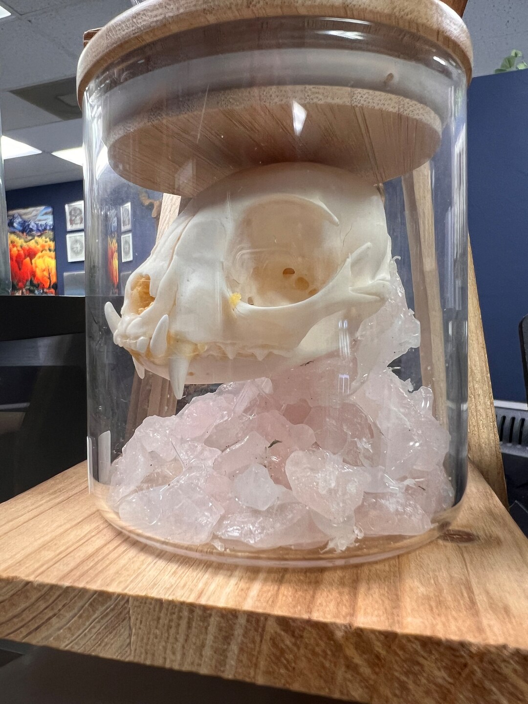 Real Cat Skull on Rose Quartz Tower Display - Etsy