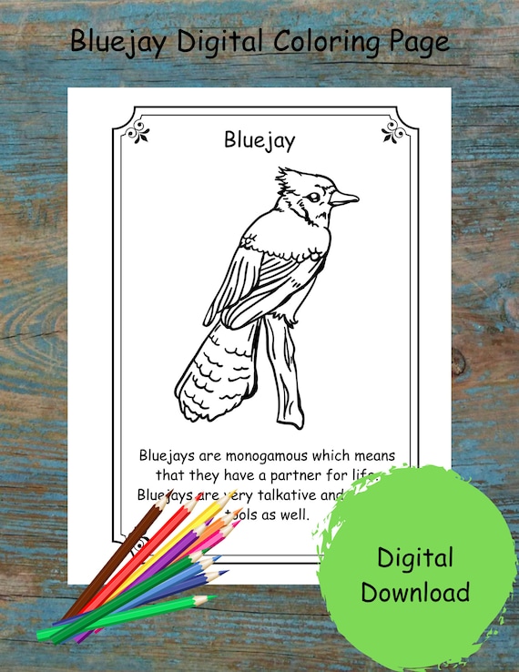 Printable Blue Jay Coloring Pages [2025]