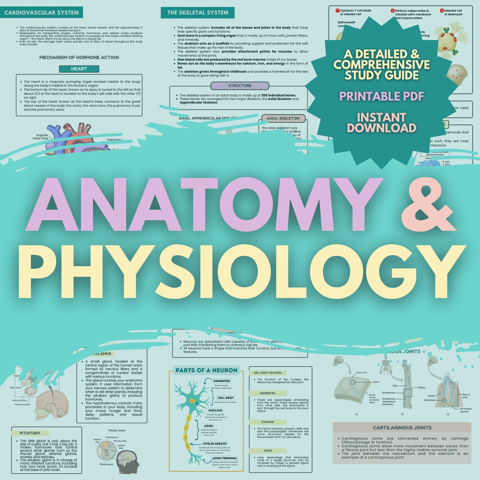 80 Pages Anatomy and Physiology Bundle Package Nurse Study Notes ...
