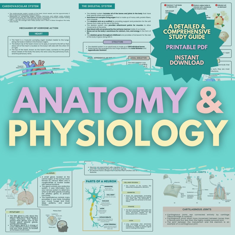 80 Pages Anatomy and Physiology Bundle Package Nurse Study Notes ...