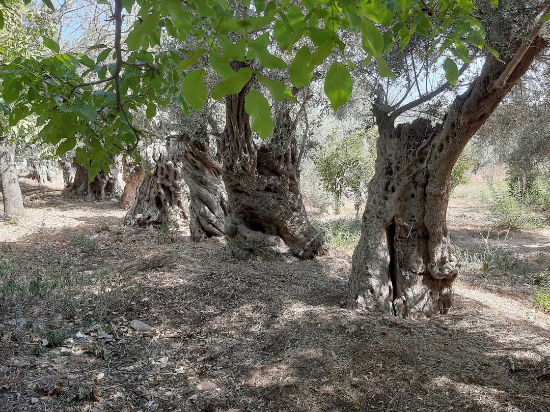 Real Olive Tree Photo, Olive Tree Wall Art, Real Landscape Print ...