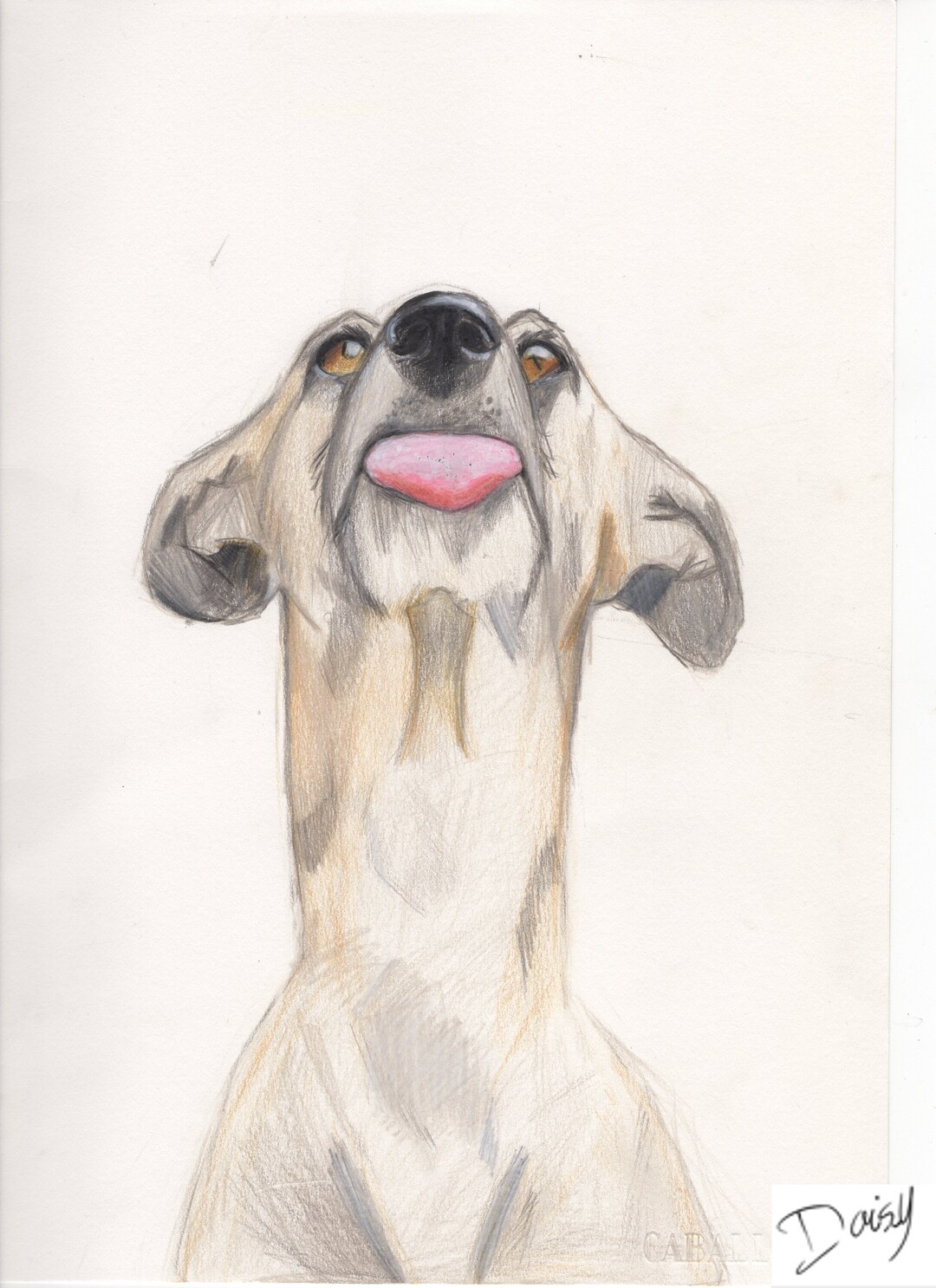 Beige Greyhound Dog Drawing - Etsy
